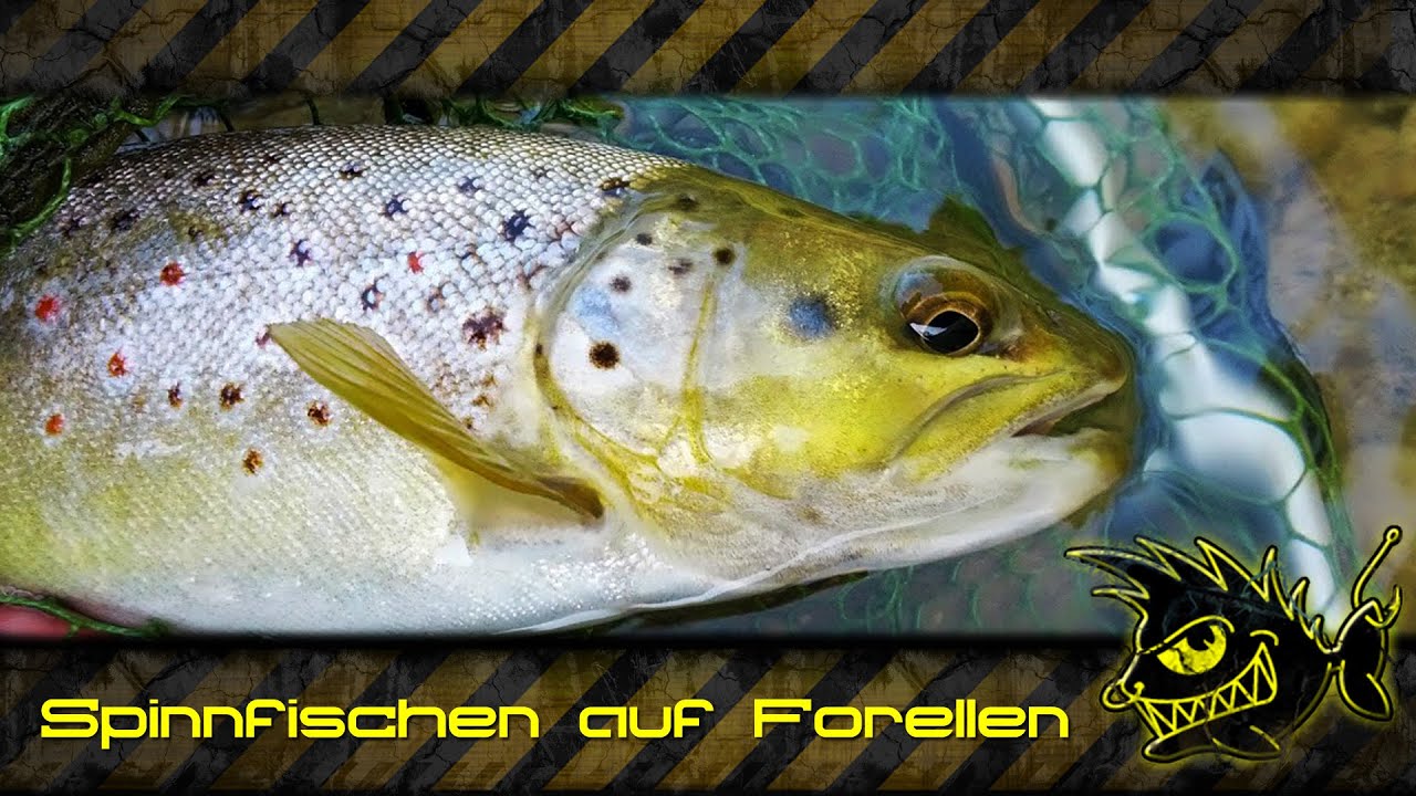 Spinnfischen auf Forellen - Spin fishing for trout [HD] - YouTube