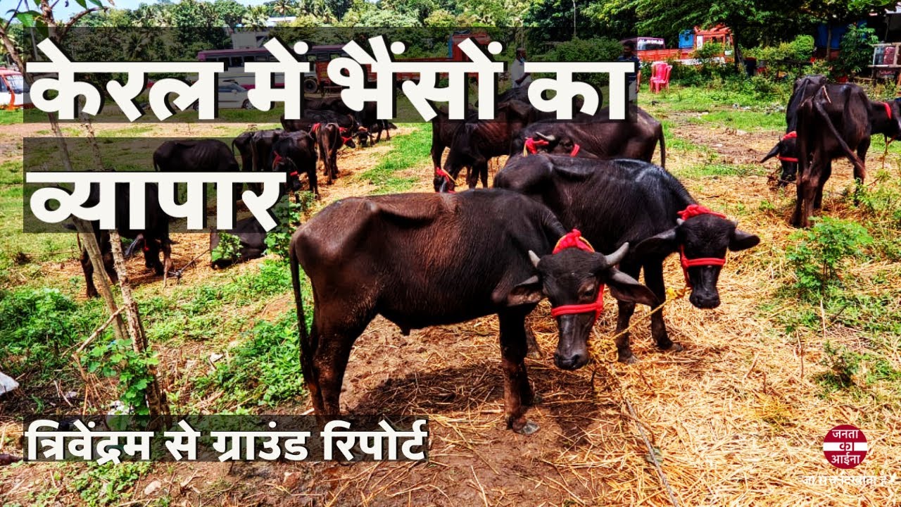 हरियाणा की भैंसों का केरला में व्यापार | buffalo trading in kerala ...