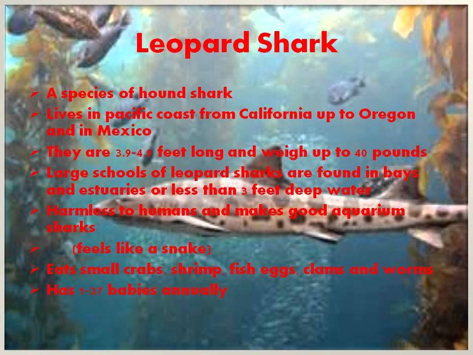 Sharks underworld - YouTube