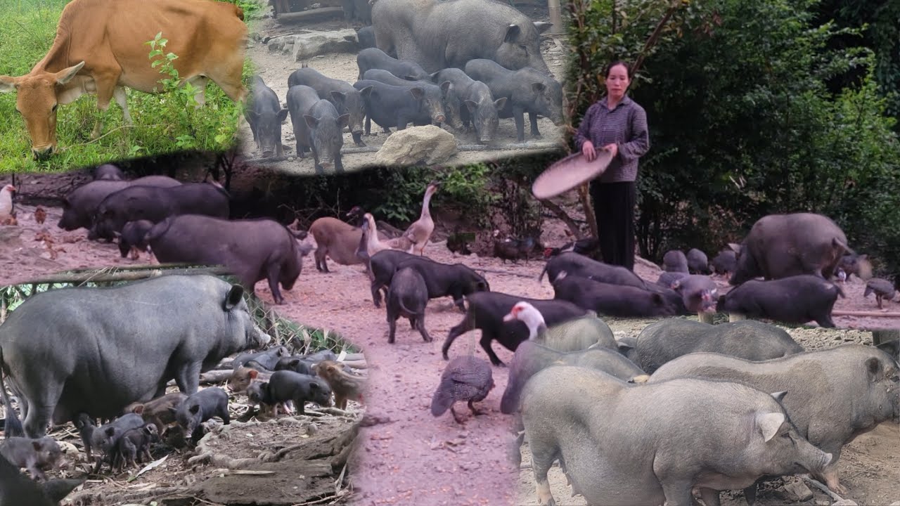 Taking care of pigs, feeding pigs every day, herding buffalo, my joy ...