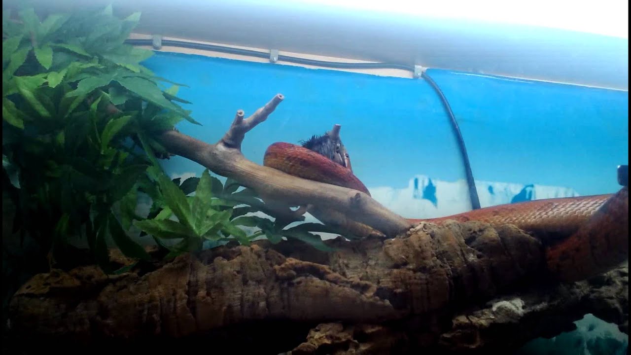 Choppers eating dinner - YouTube