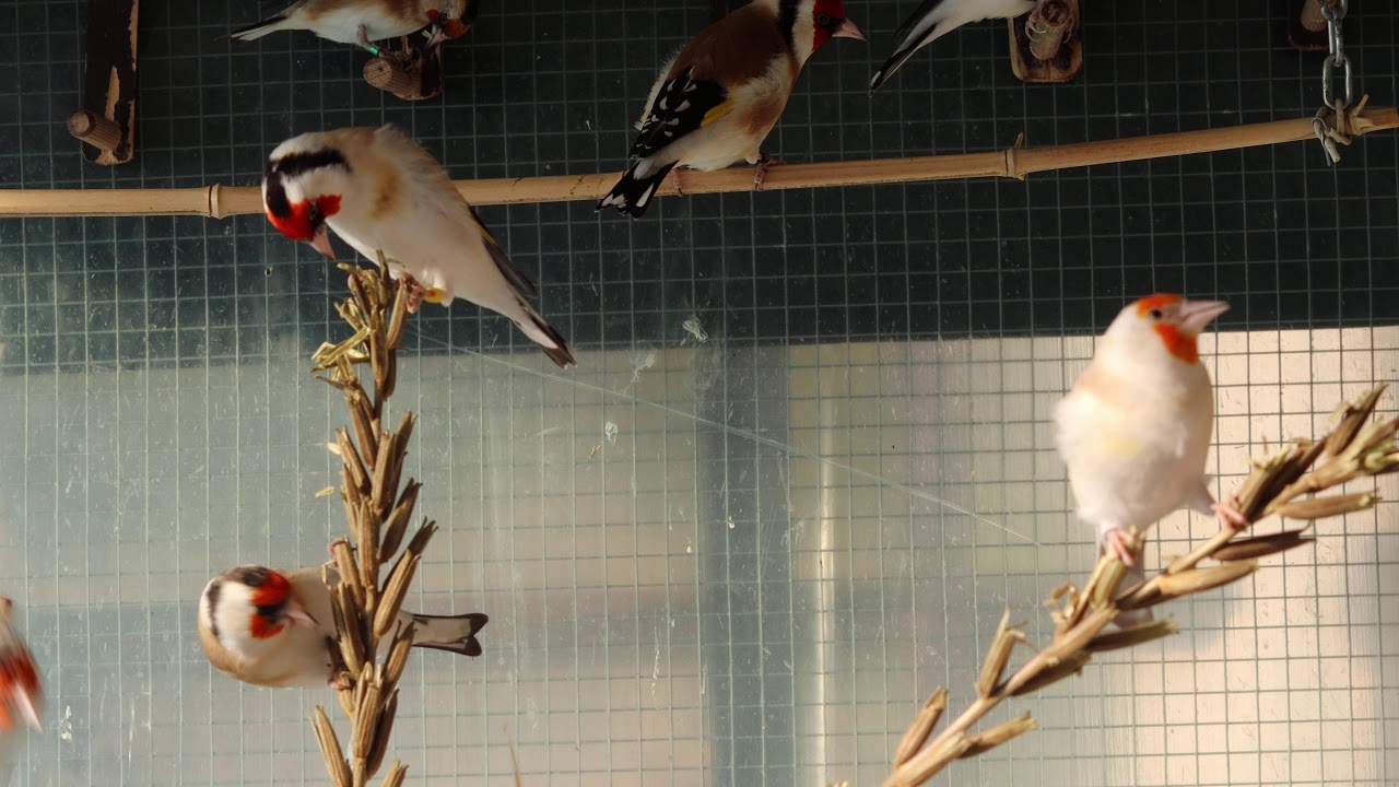 Szczygły syberyjskie Carduelis Major - YouTube