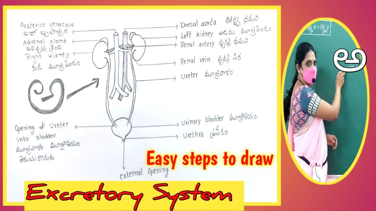 How to draw Human Excretory system easily || Human Excretory system ...