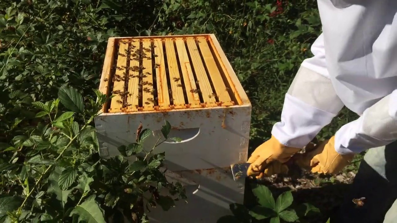Bee Hive Check - YouTube