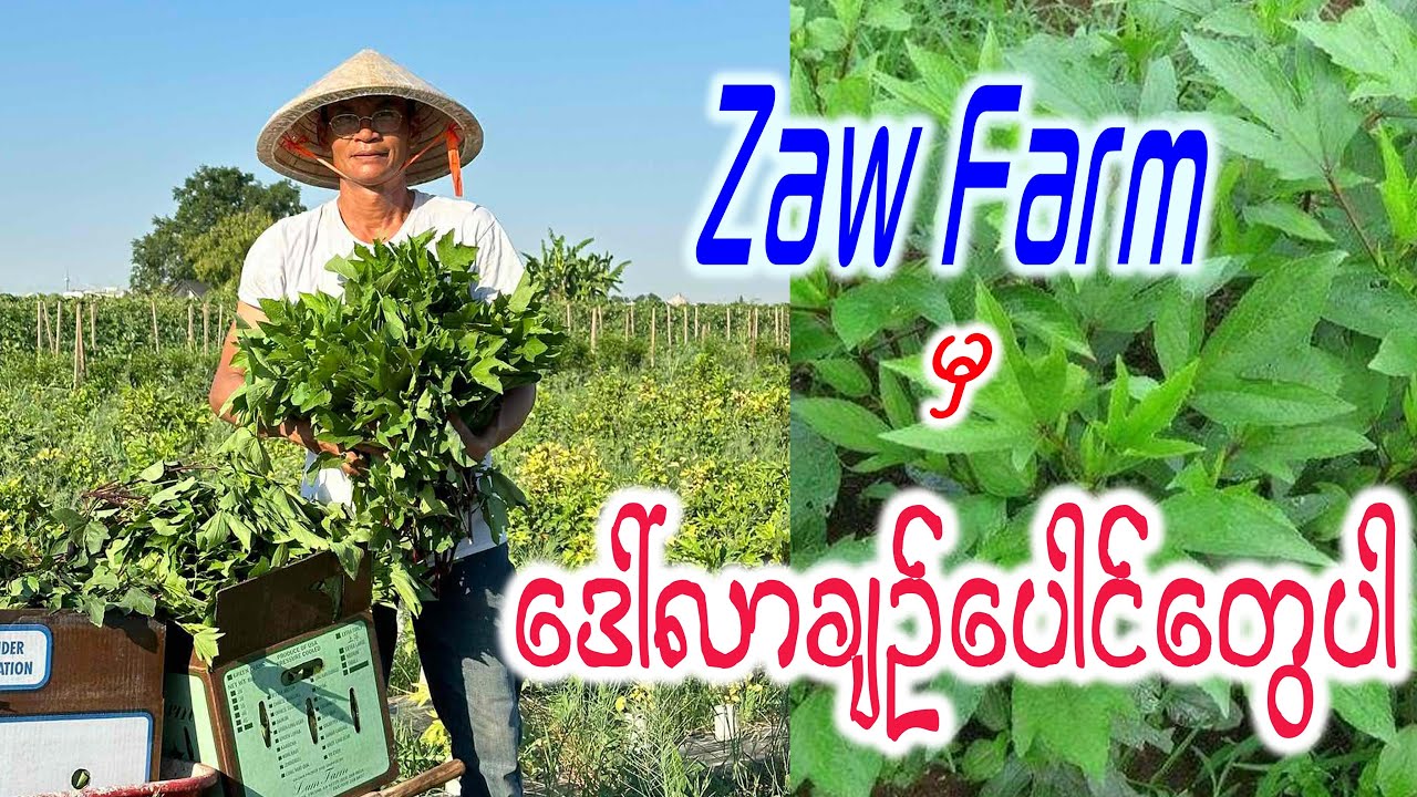 Zaw Farm မှ ဒေါ်လာချဉ်ပေါင်တွေပါ - YouTube