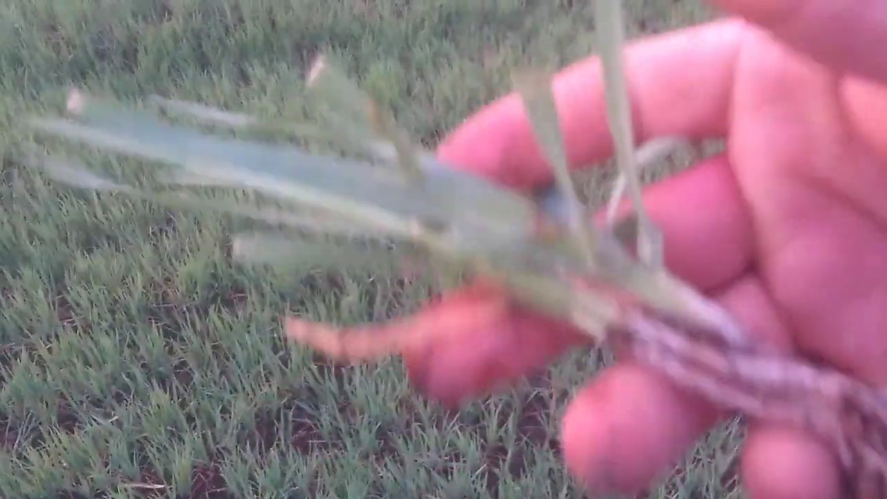 Asi va avena variedad turquesa en Valle de Toluca 2020 - YouTube