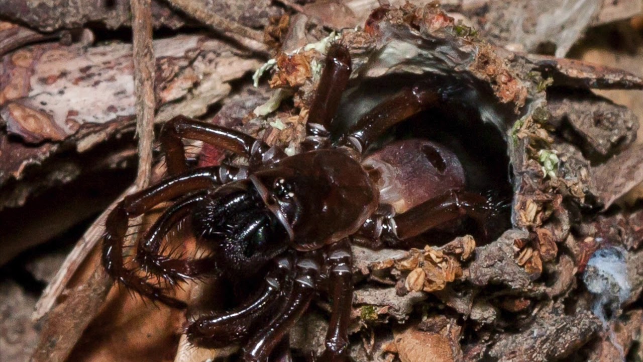 California Turret Spider - YouTube