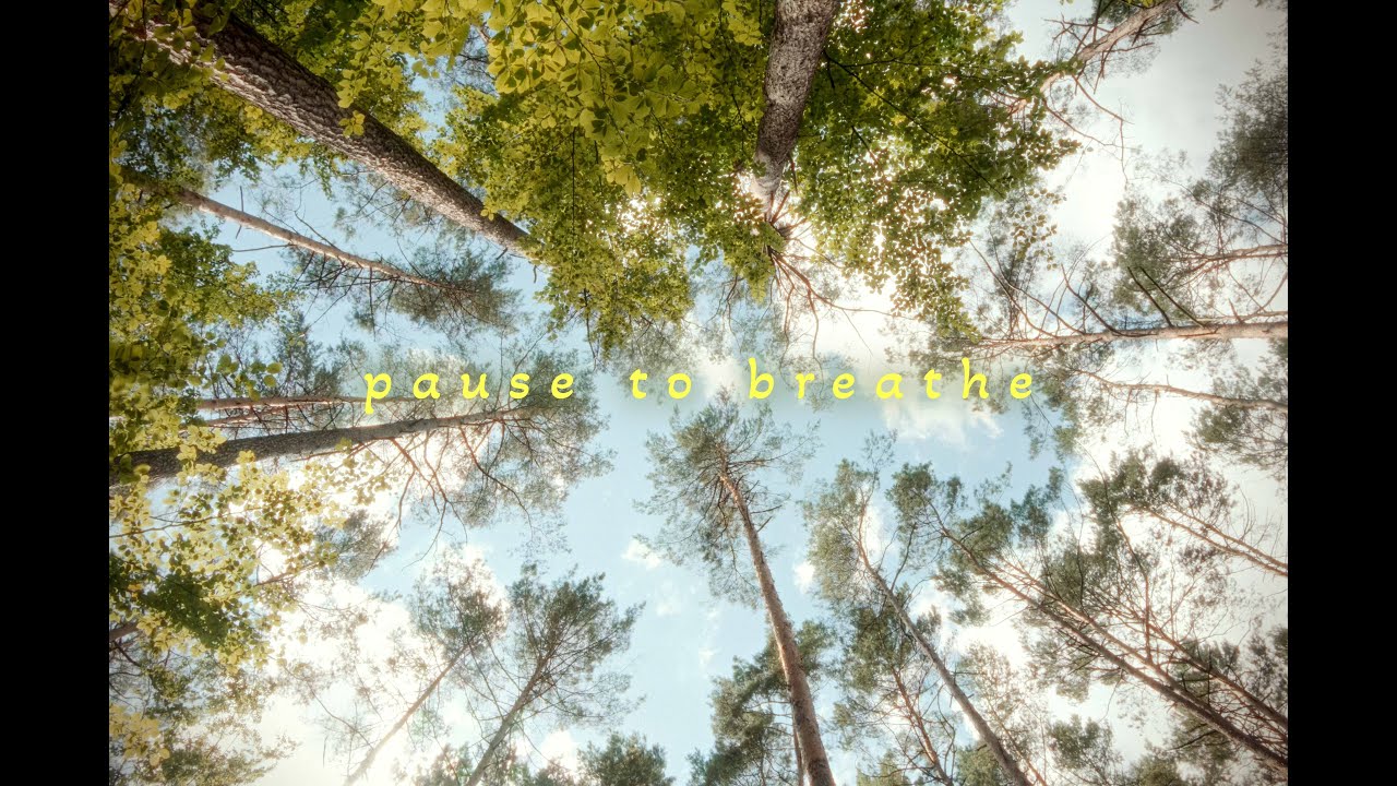 Forest relaxation - YouTube
