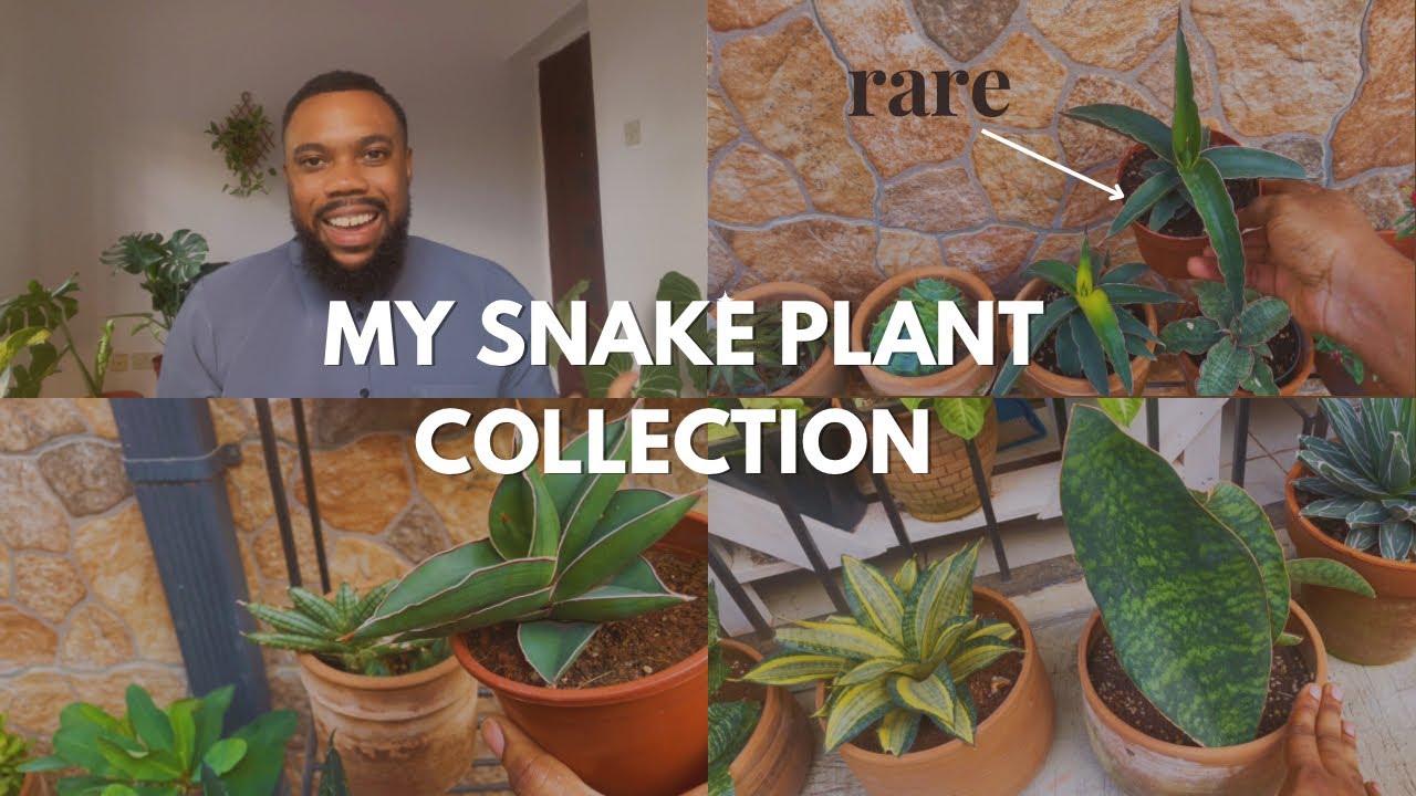 My Snake Plant Collection. Grown in their Native Range /Sansevieria ...