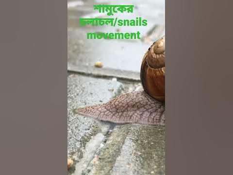 snails movement - YouTube