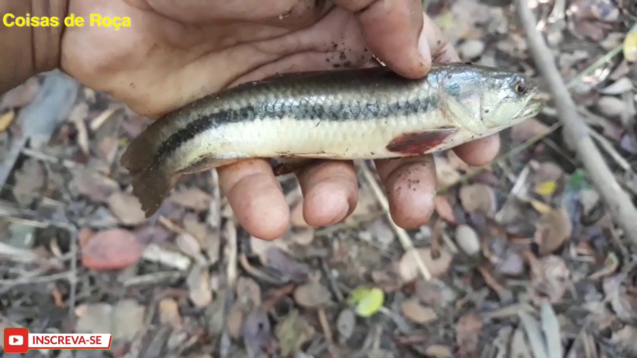 Conheça o peixe IÚ - YouTube