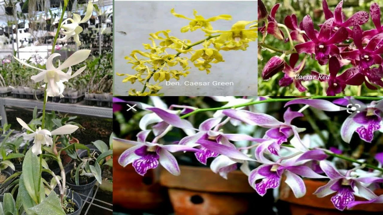 paket murah anggrek dendrobium Caesar red,white,green dan warawan - YouTube
