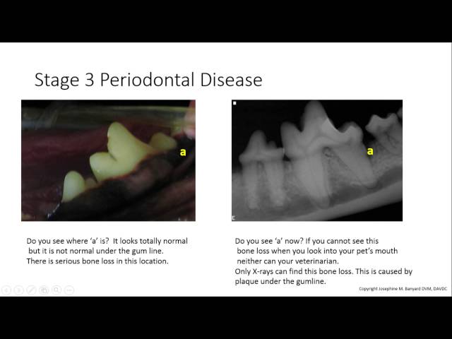 Periodontal Disease Stages In Dogs Top 5 Things Pet Owners Need To