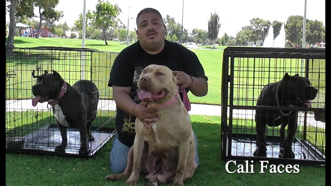 Breeding $10,000 Pit Bulls - YouTube