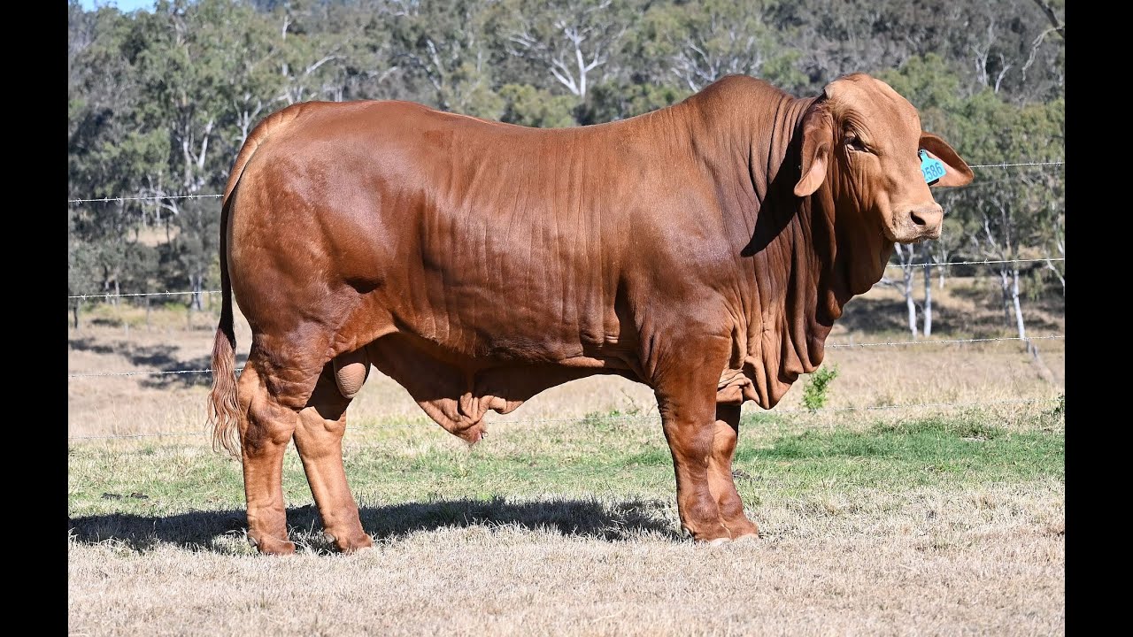 Lot 232 Droughtmaster National Bull Sale - Vale View Eveready 2 - YouTube