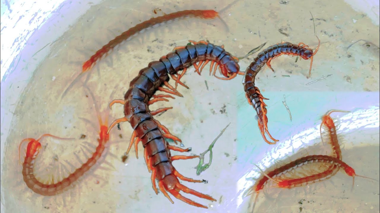 Catch Centipede easily, it lives under the coat and bark - YouTube