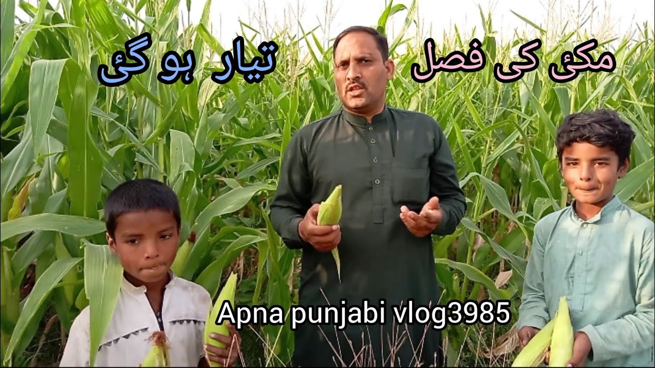 Makai Ki fasal taiyar Ho Gayi|| get ready maize crop||apna punjabi vlog ...