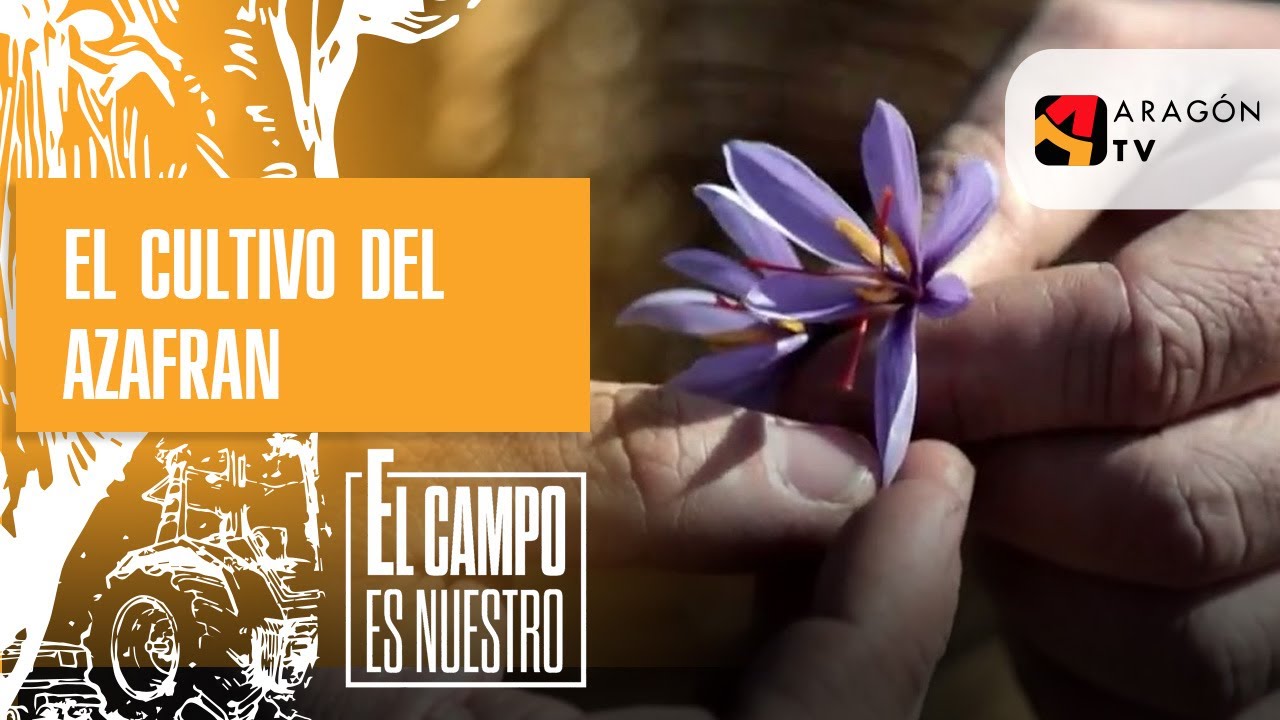 Explicación del cultivo del azafrán - YouTube