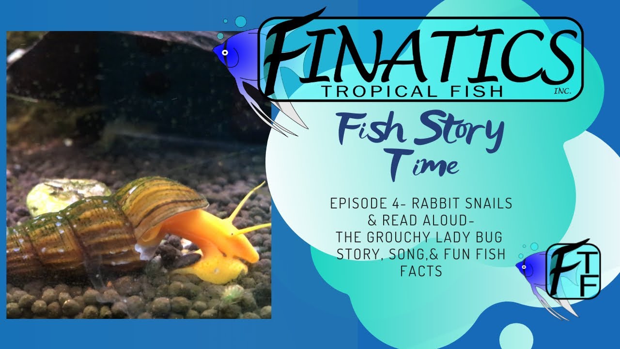Finatics Fish Story Time Episode 4. Rabbit Snails & Read Aloud - The ...