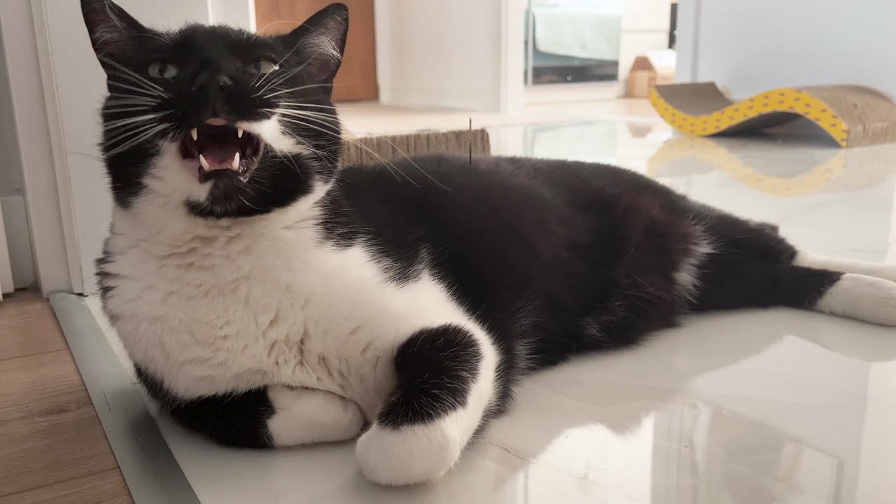 "I'm sleepy but squeaky" - YouTube