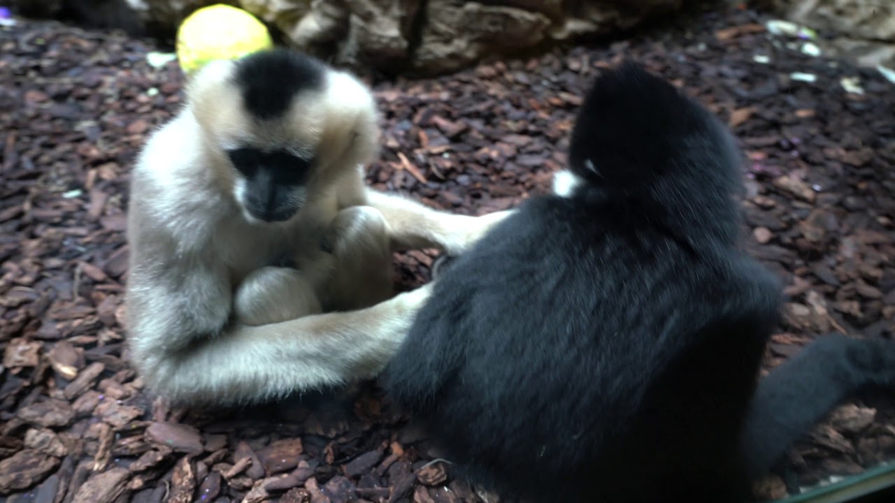 MONKEY COUPLE - YouTube