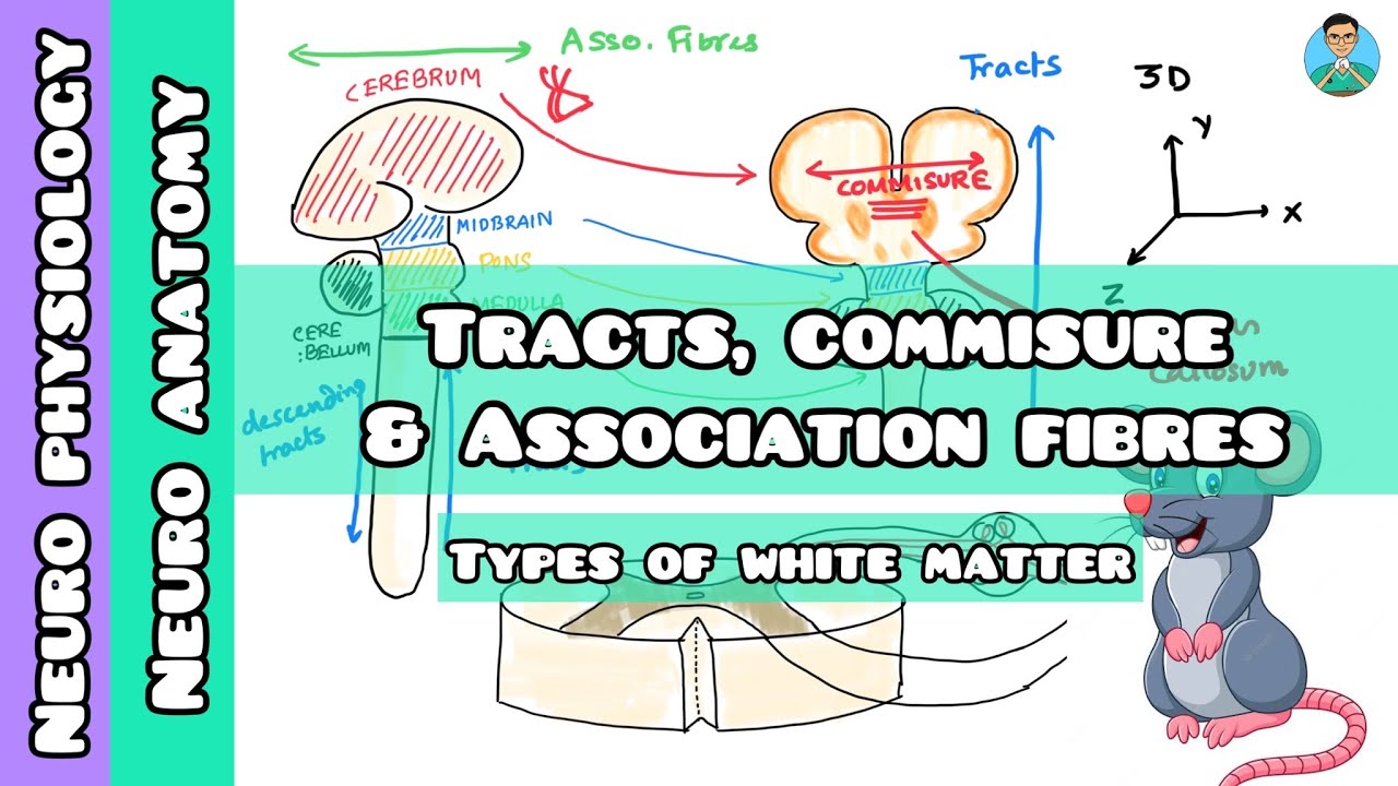 Tracts , Commisures & Association fibres : Types of white matter ...