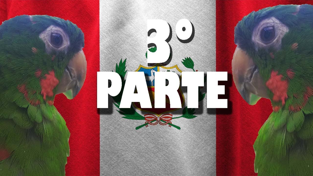 Loro PERUANO 3 - YouTube