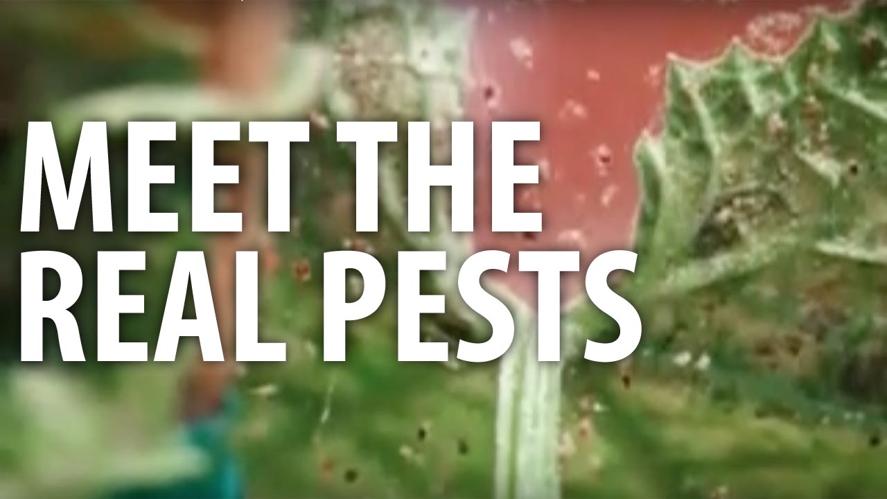Meet The Real Pests - The Dirt Doctor - YouTube
