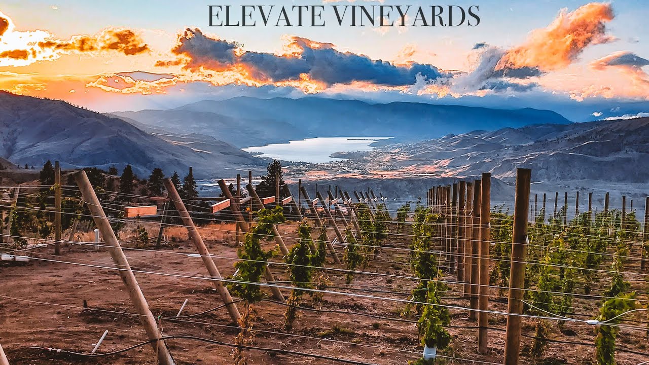 Elevate Vineyards: A timelapse - YouTube