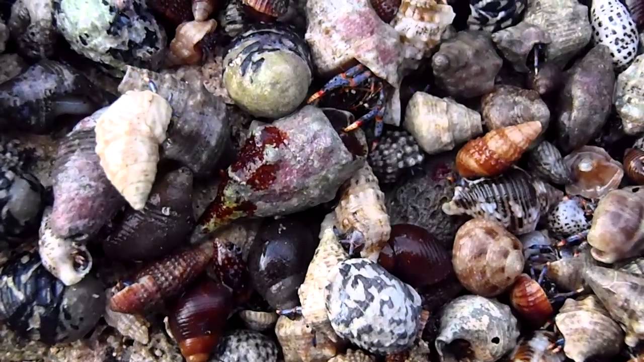 soldachi na kosta, Curacao - YouTube