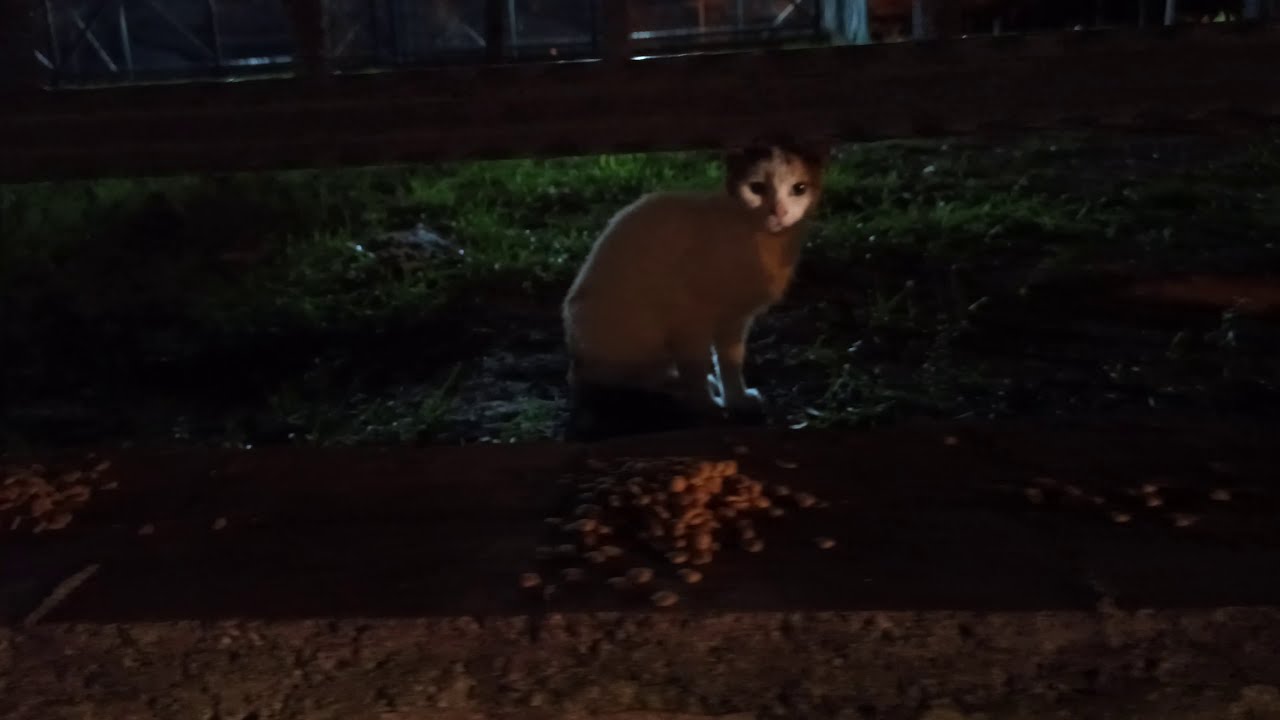 Cat dinner party - YouTube