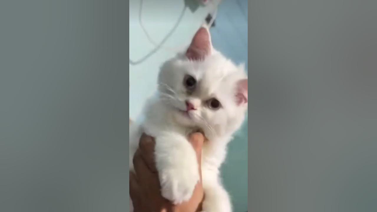 meowww #short #trend #funny - YouTube