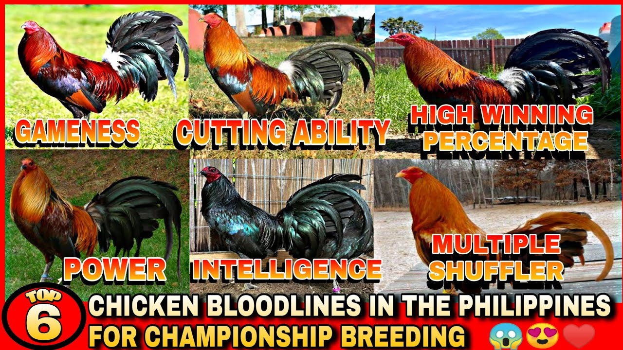 SIX CHICKEN BLOODLINES IN THE PHILIPPINES FOR CHAMPIONSHIP BREEDING ...