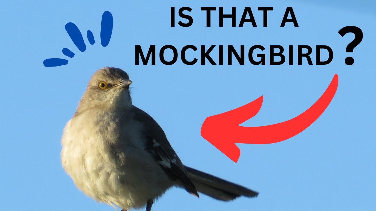 Two Easy Ways of Identifying a Mockingbird! - YouTube