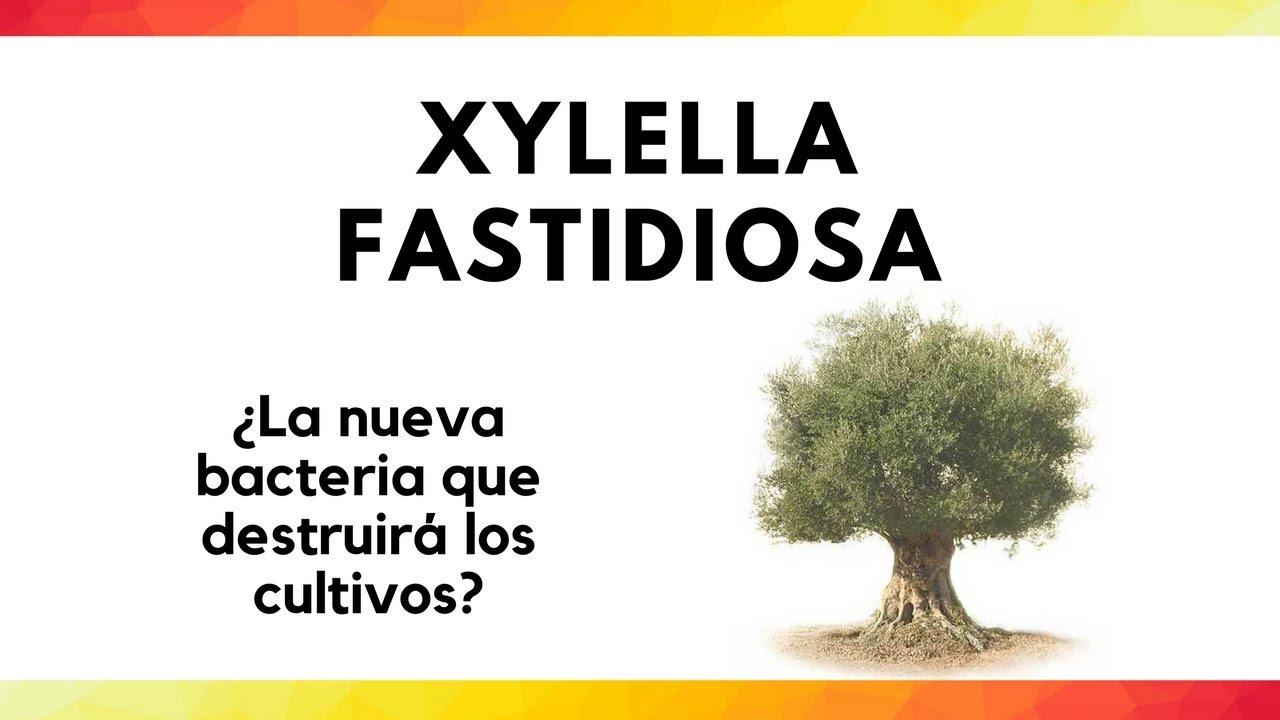 Xylella fastidiosa I ¿La nueva bacteria que destruirá los cultivos ...