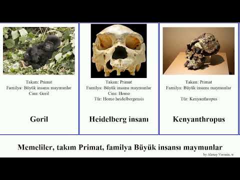 Memeliler, takım Primat, familya Büyük insansı maymunlar mammal primate elli robustus orangutanı