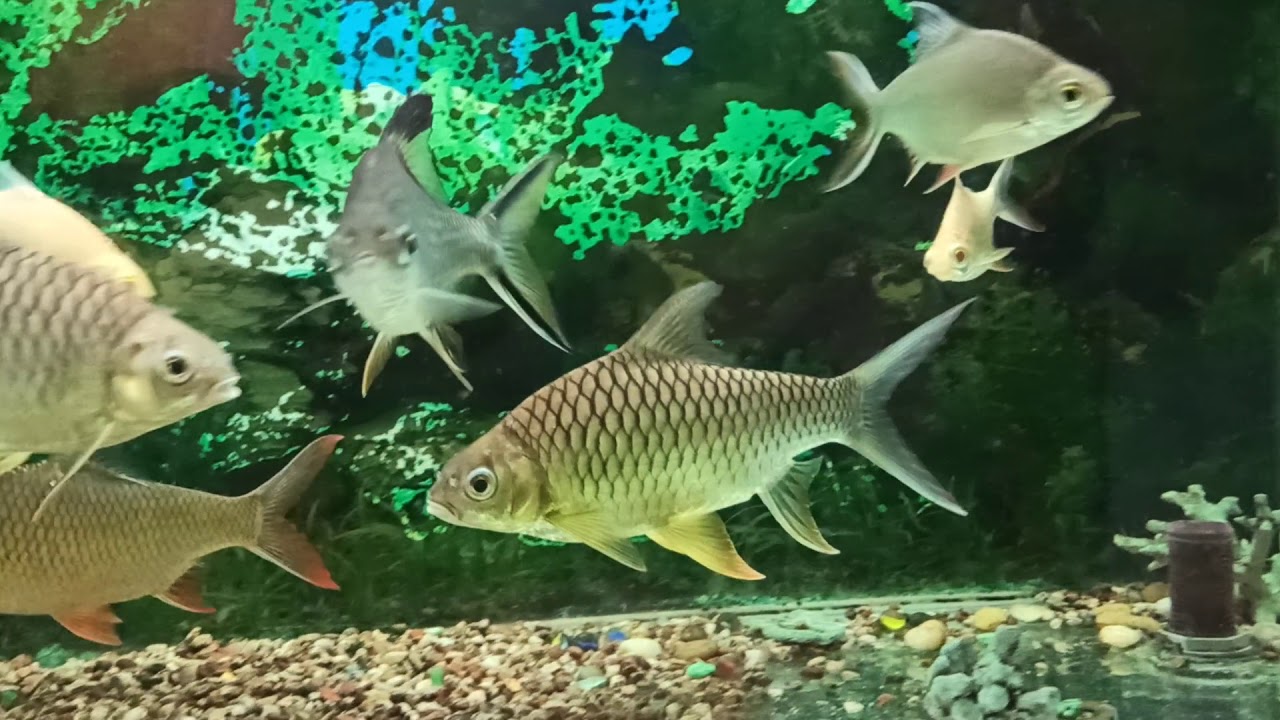 FISH LAMPANG 粗鳞兰邦 - YouTube