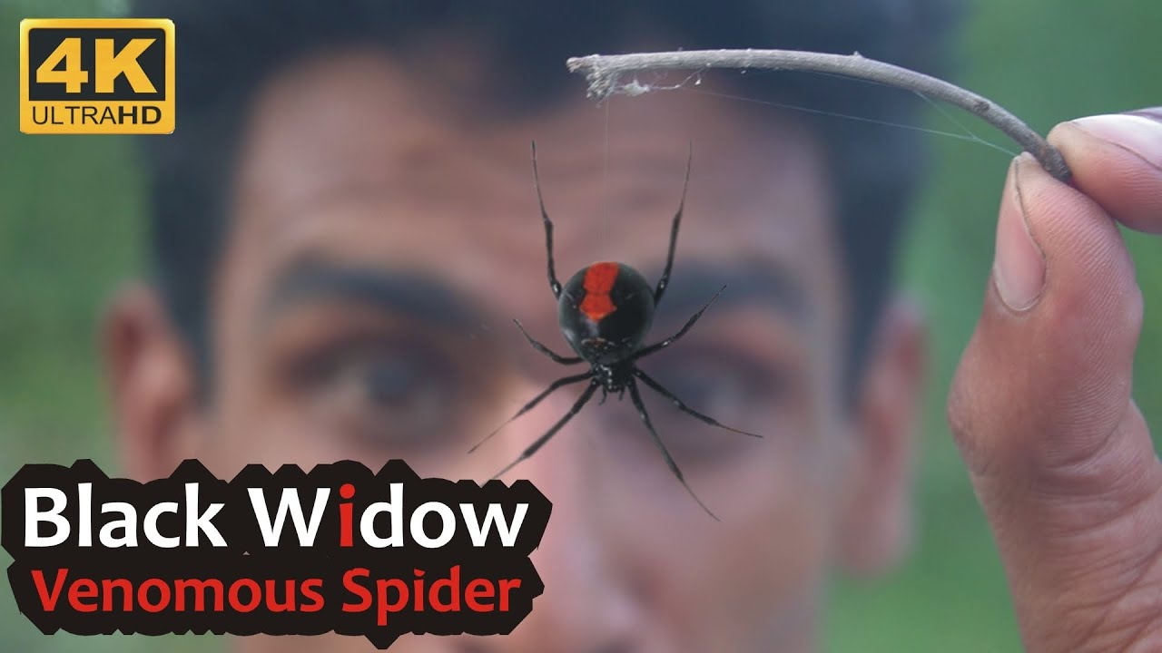 Black Widow Spider | Detailed Documentary - YouTube