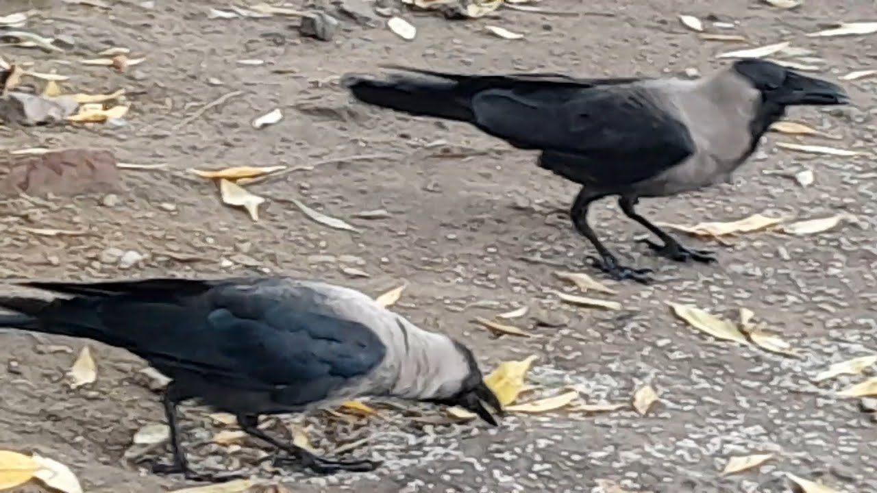 Crow eating rice at roadside india 🇮🇳 😋 ♥️ - YouTube