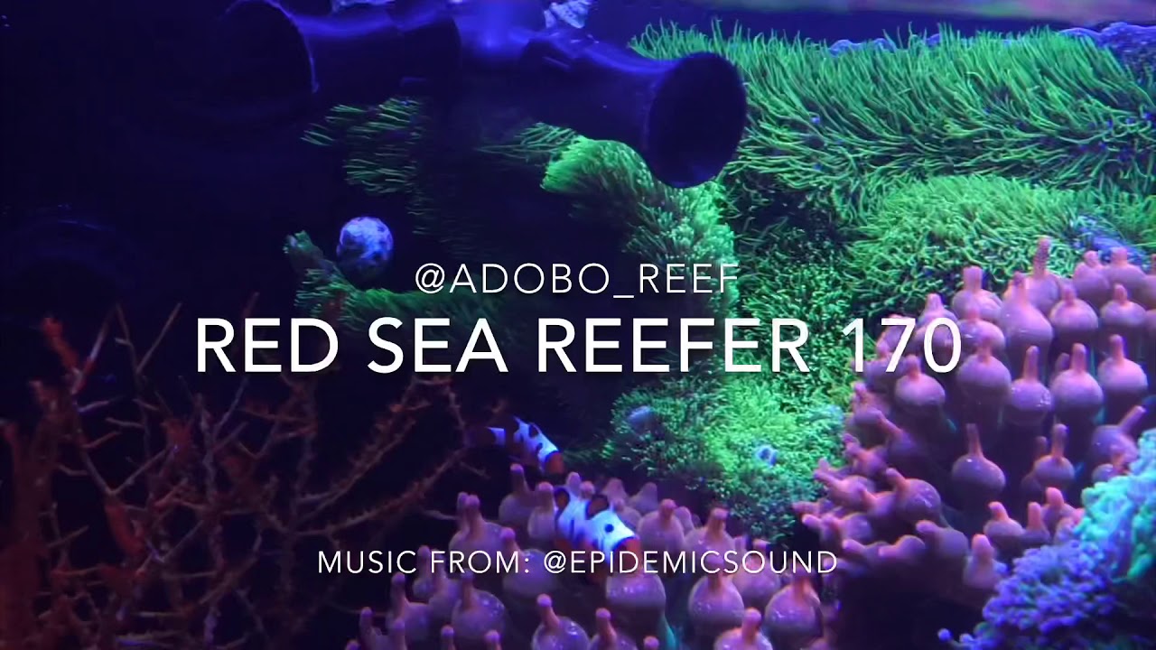 Red Sea Reefer 170 Update (3/6/19) - YouTube