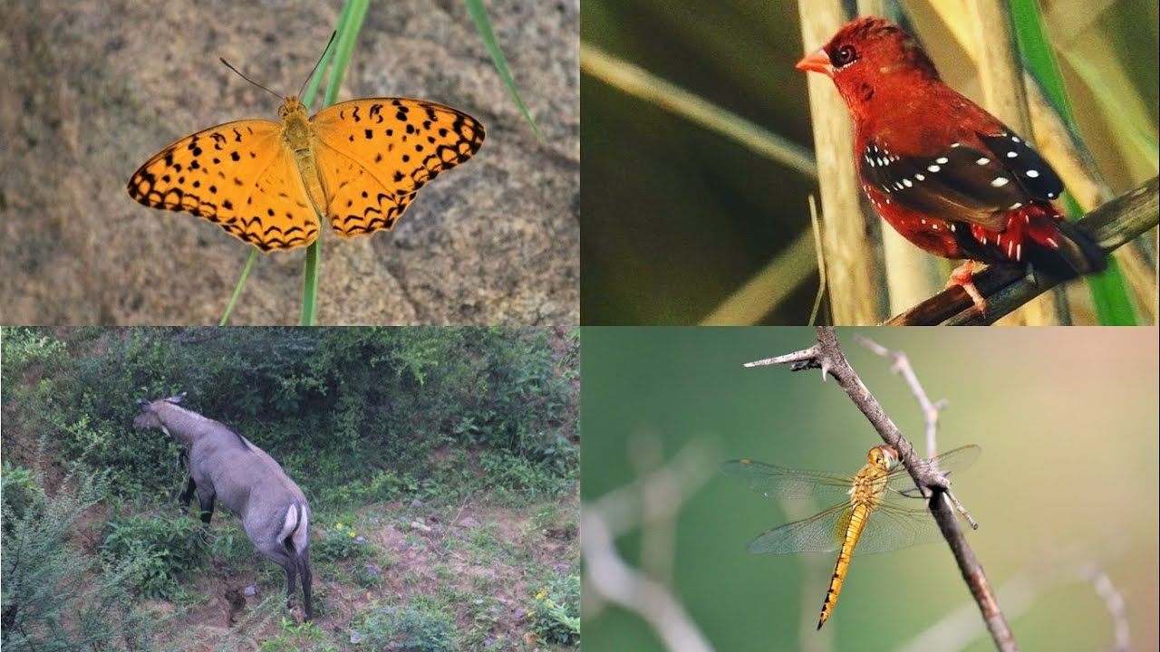 Beauty and Biodiversity of the Aravalis - YouTube
