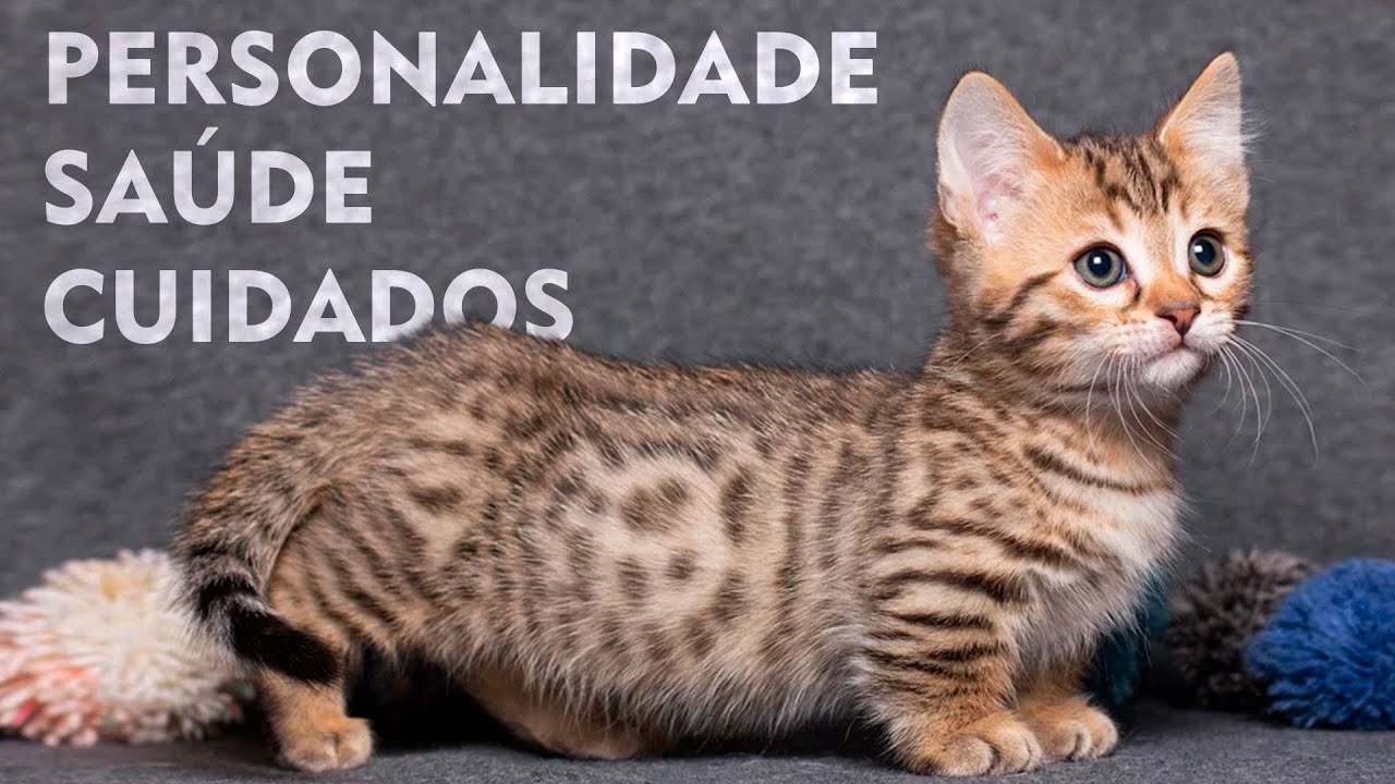 GATO REBAIXADO: conheça a raça MUNCHKIN - YouTube