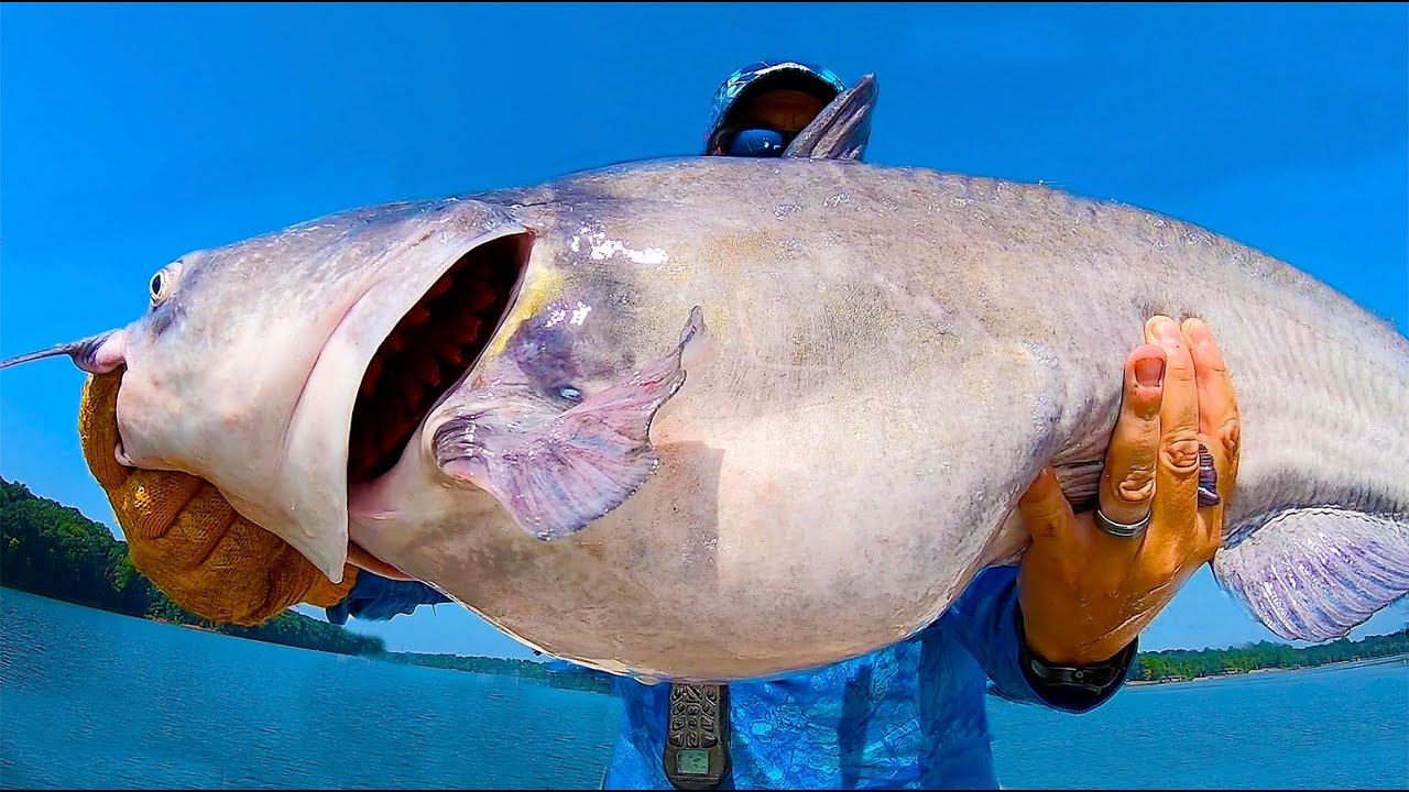Hot Summer Catfishing - YouTube