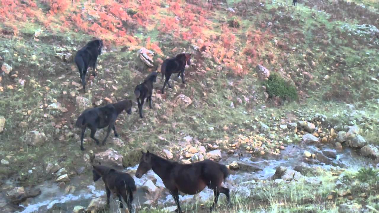 ΚΟΠΑΔΙ - ΑΛΟΓΩΝ - YouTube