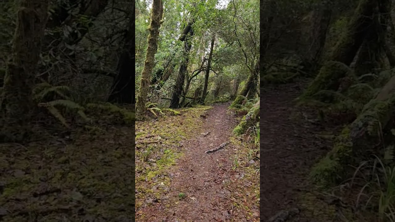 Delaura Beach Rd. Дорога недалеко от Тихого океана #road #hike #oregon ...