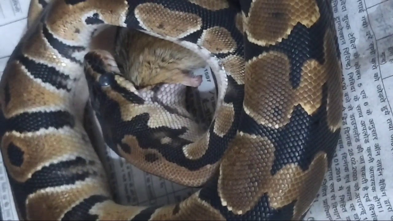 Ball Python Live feeding - YouTube