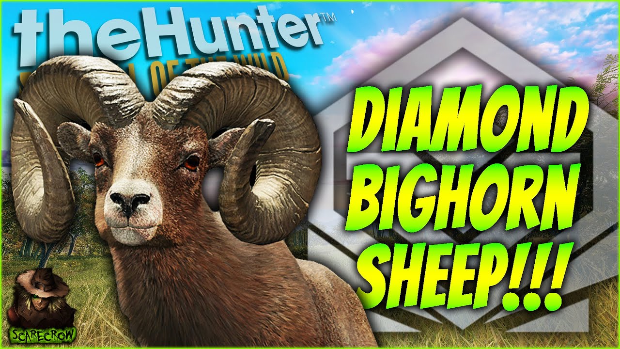 The New Diamond Bighorn Sheep Are INCREDIBLE! The Hunter Call of the ...