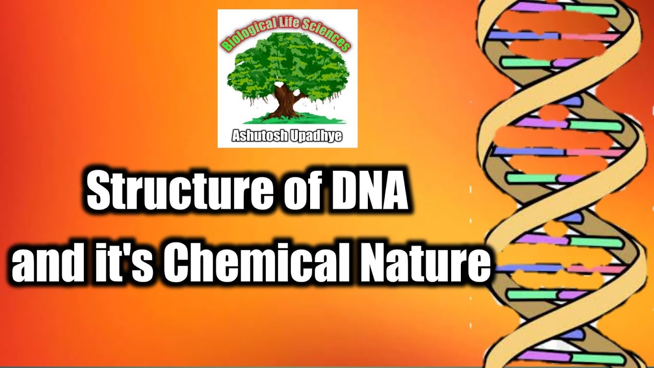 Structure of DNA and it's Chemical Nature (Properties) - YouTube