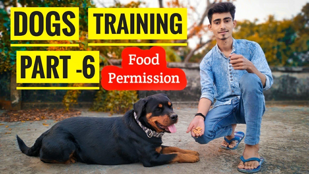 Teach Your Dog "Food Permission" Command with "Easy Tricks" , Dogs ...