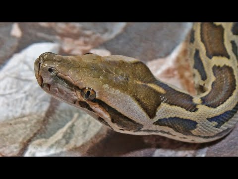 burmese python attacks alligator - YouTube